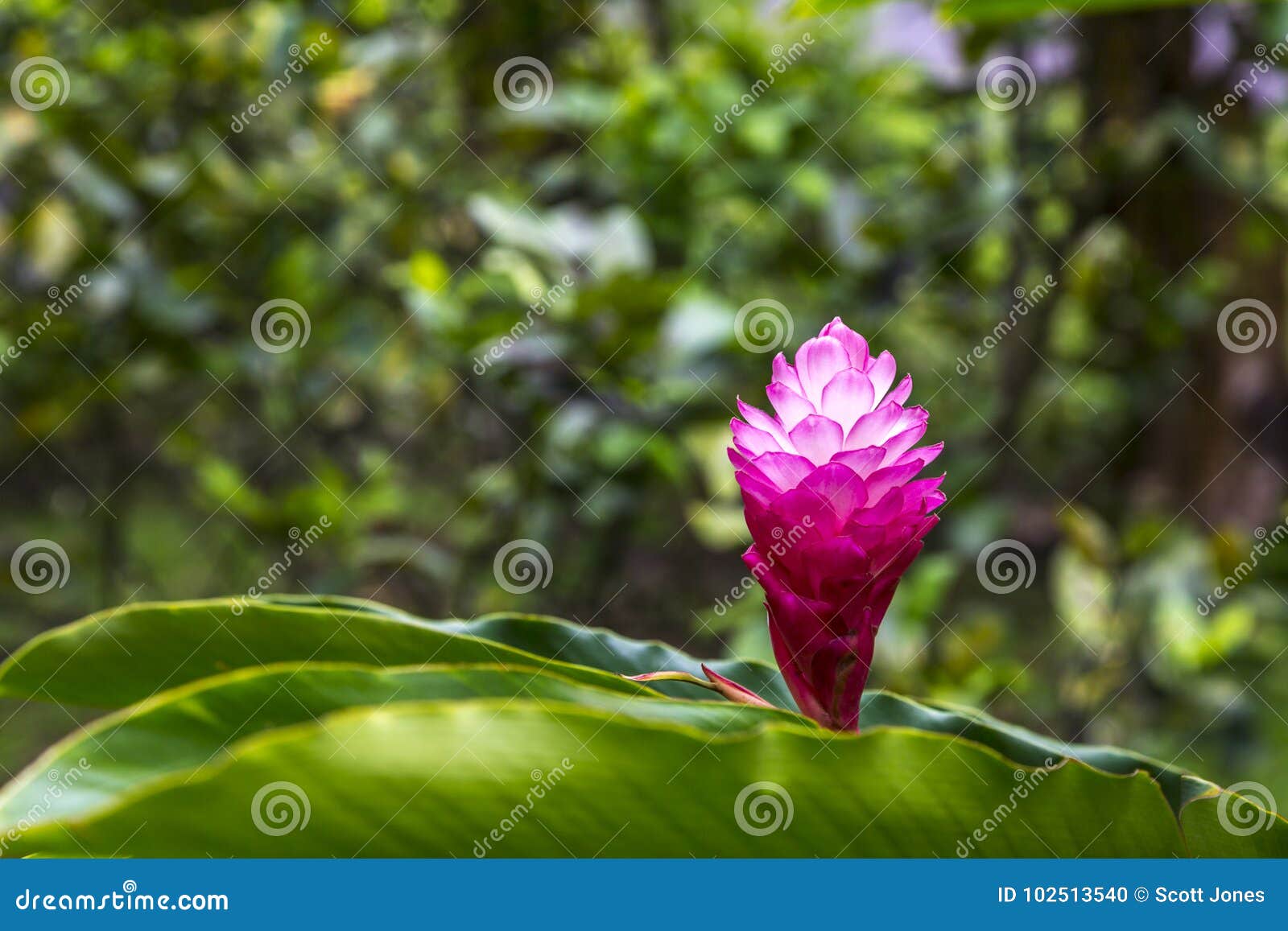 Blooming Ginger Plant stock photo. Image of flavor, leaves - 102513540