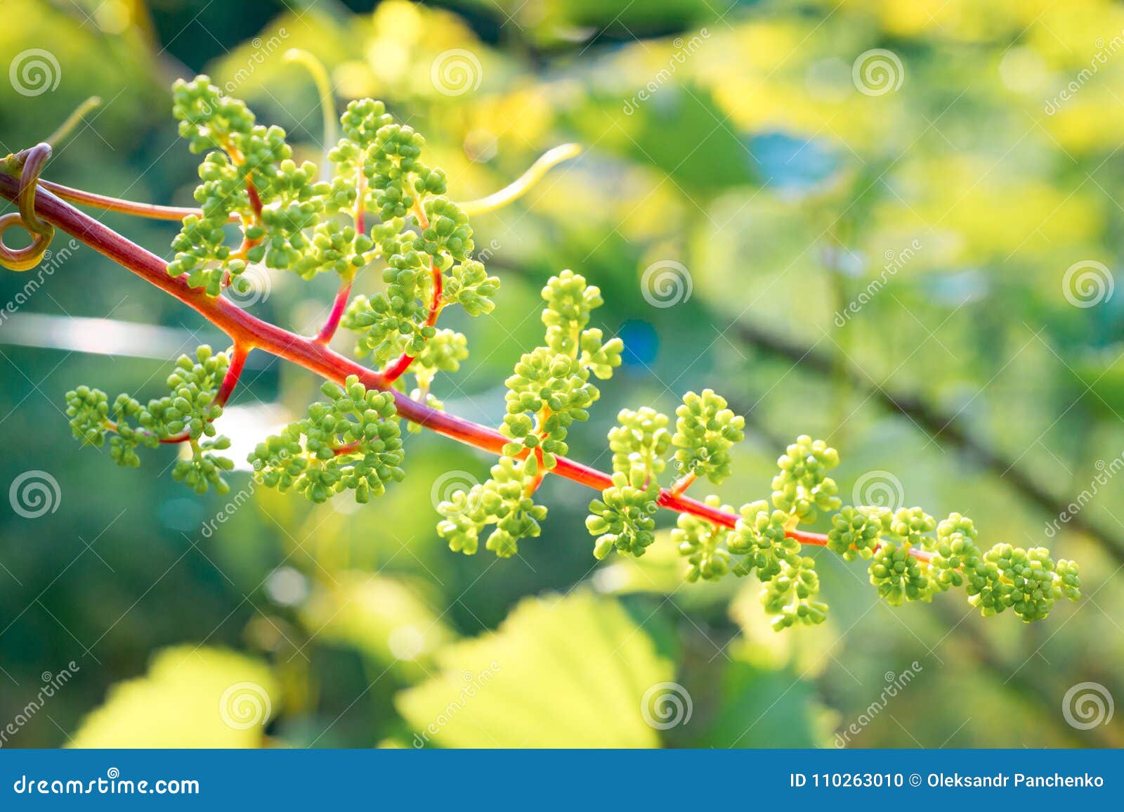 Blooming of Grape in the Garden on Sunny Day. Close-up Stock Photo ...