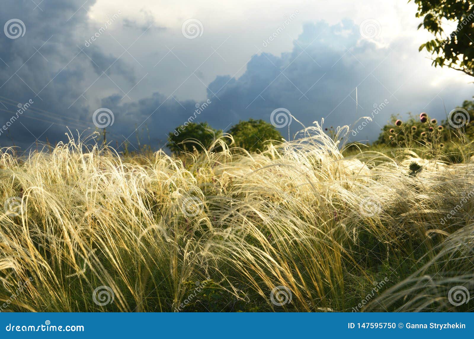 Blooming Grass Field a Feather Grass and a Stormy Sky in Spring. Stock ...