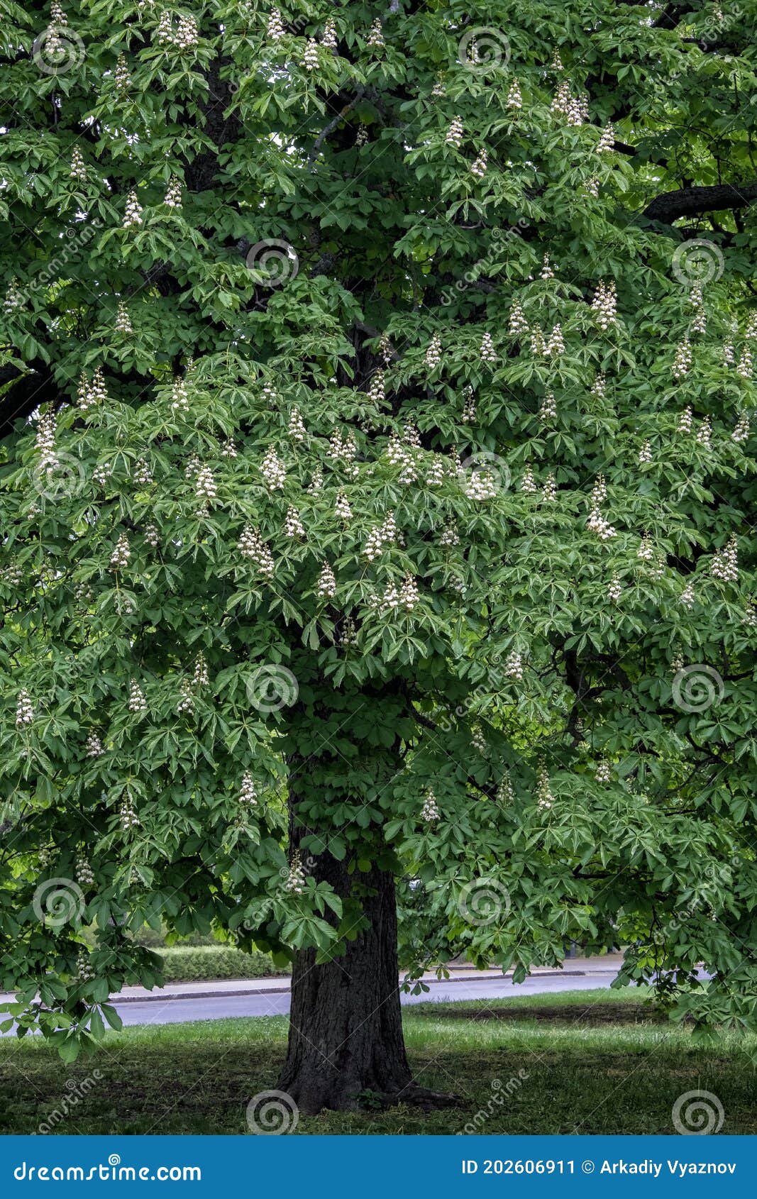 Blooming Green Chestnut Tree in the Park Stock Image - Image of garden ...