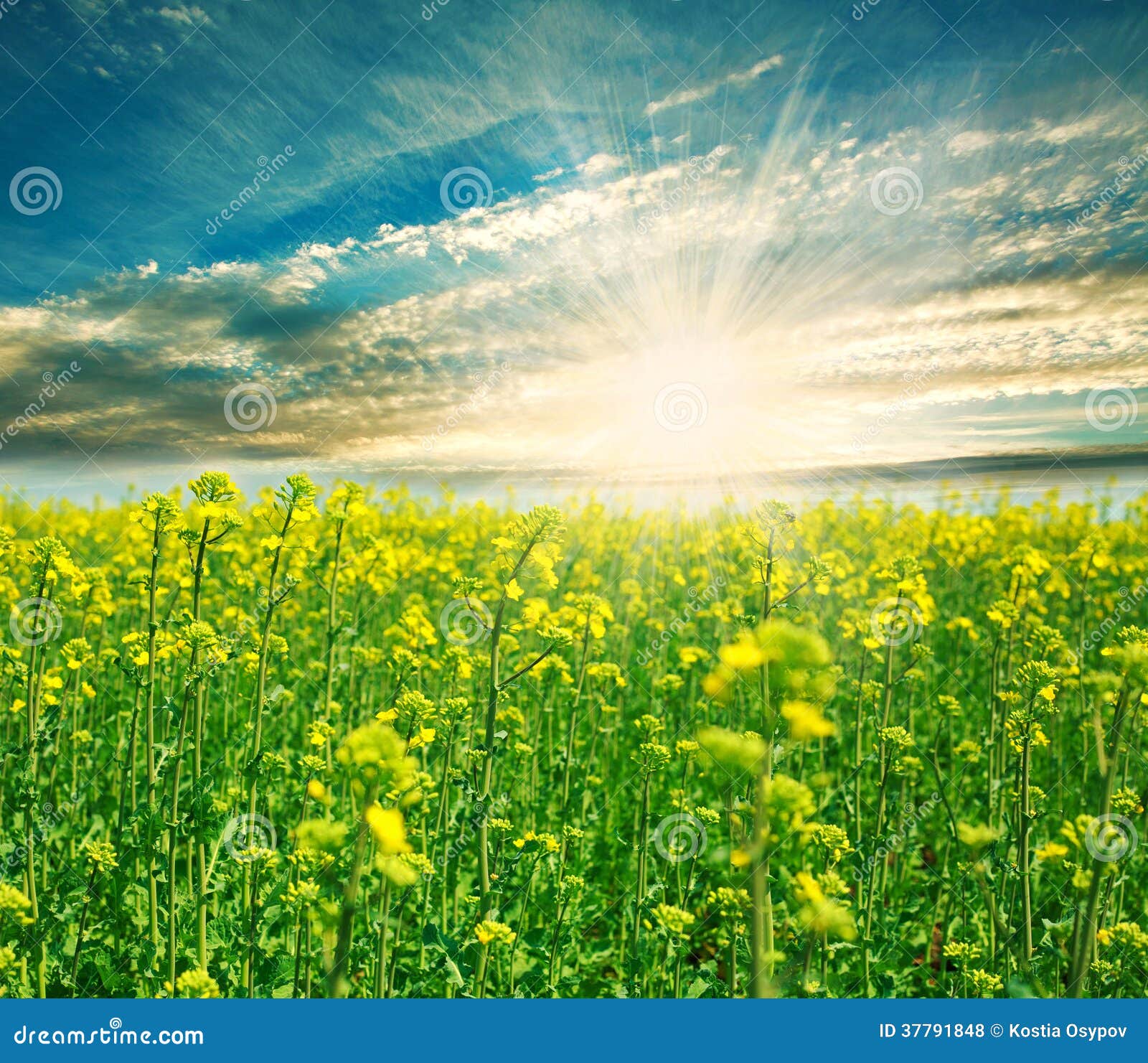 Blooming Green Field on a Background of the Rising Sun Stock Photo ...