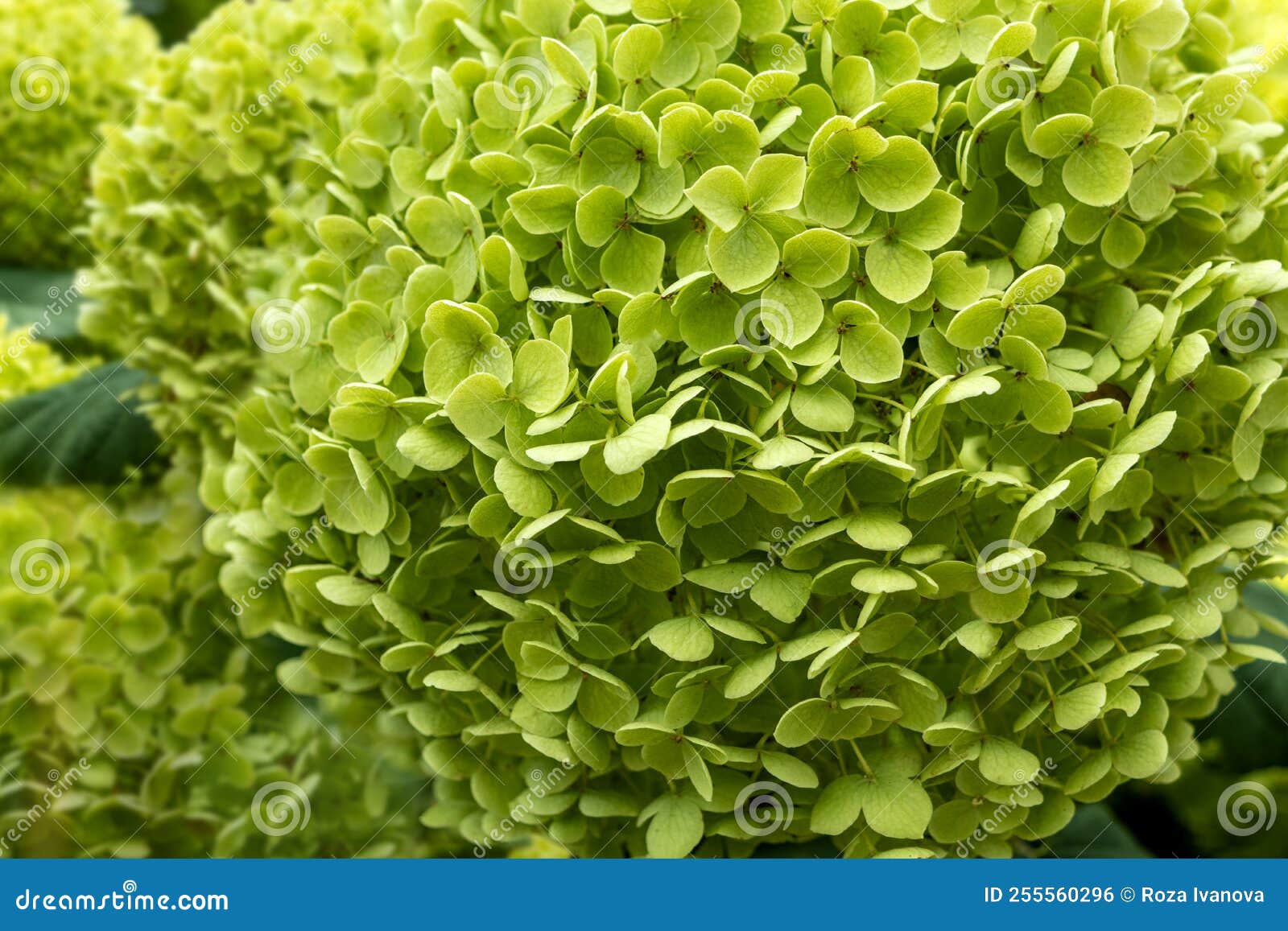 Blooming Green Hydrangea Close Up Stock Photo - Image of flowers, green ...