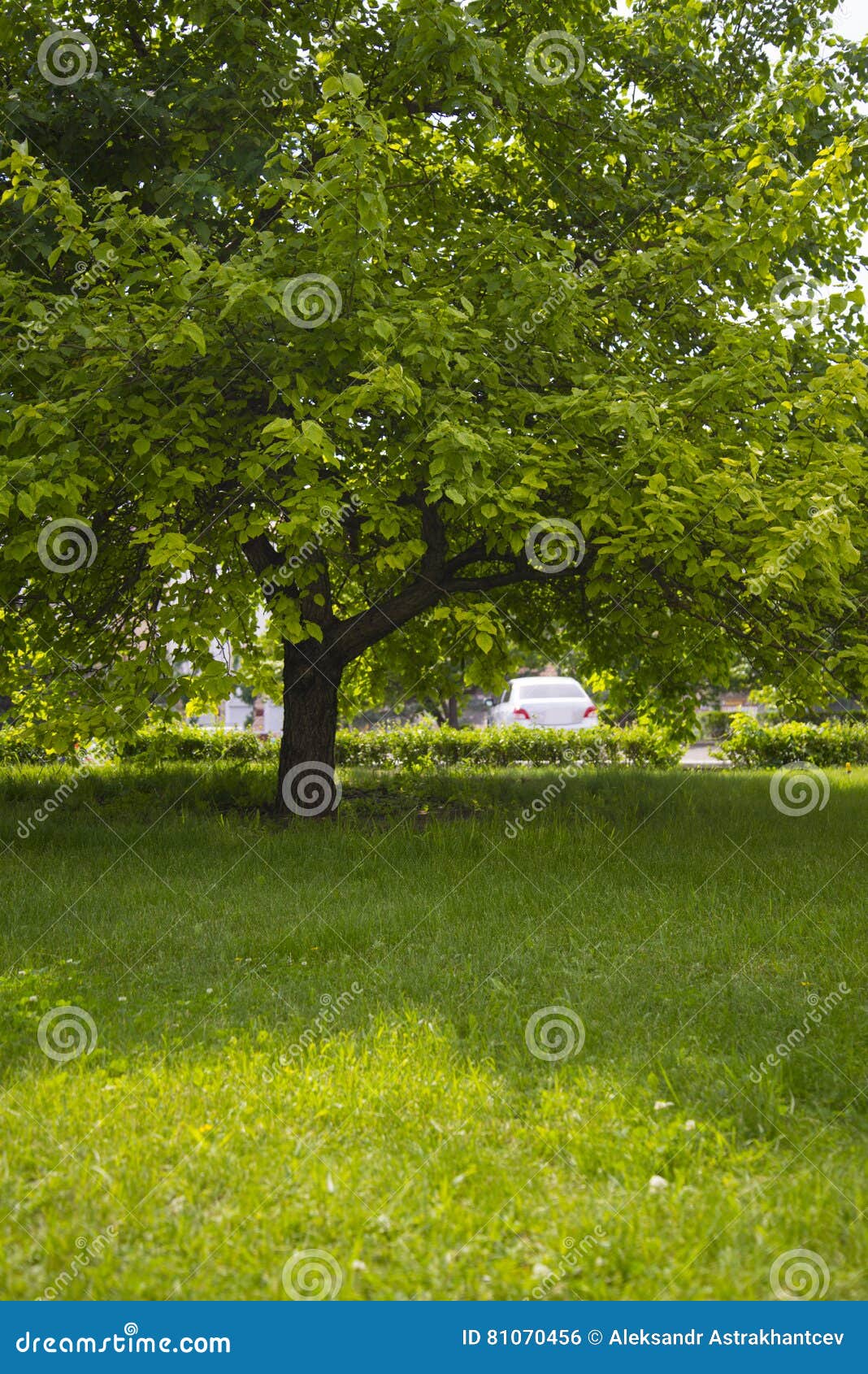 Blooming, Green Meadow with Lush Grass. Stock Photo - Image of ...