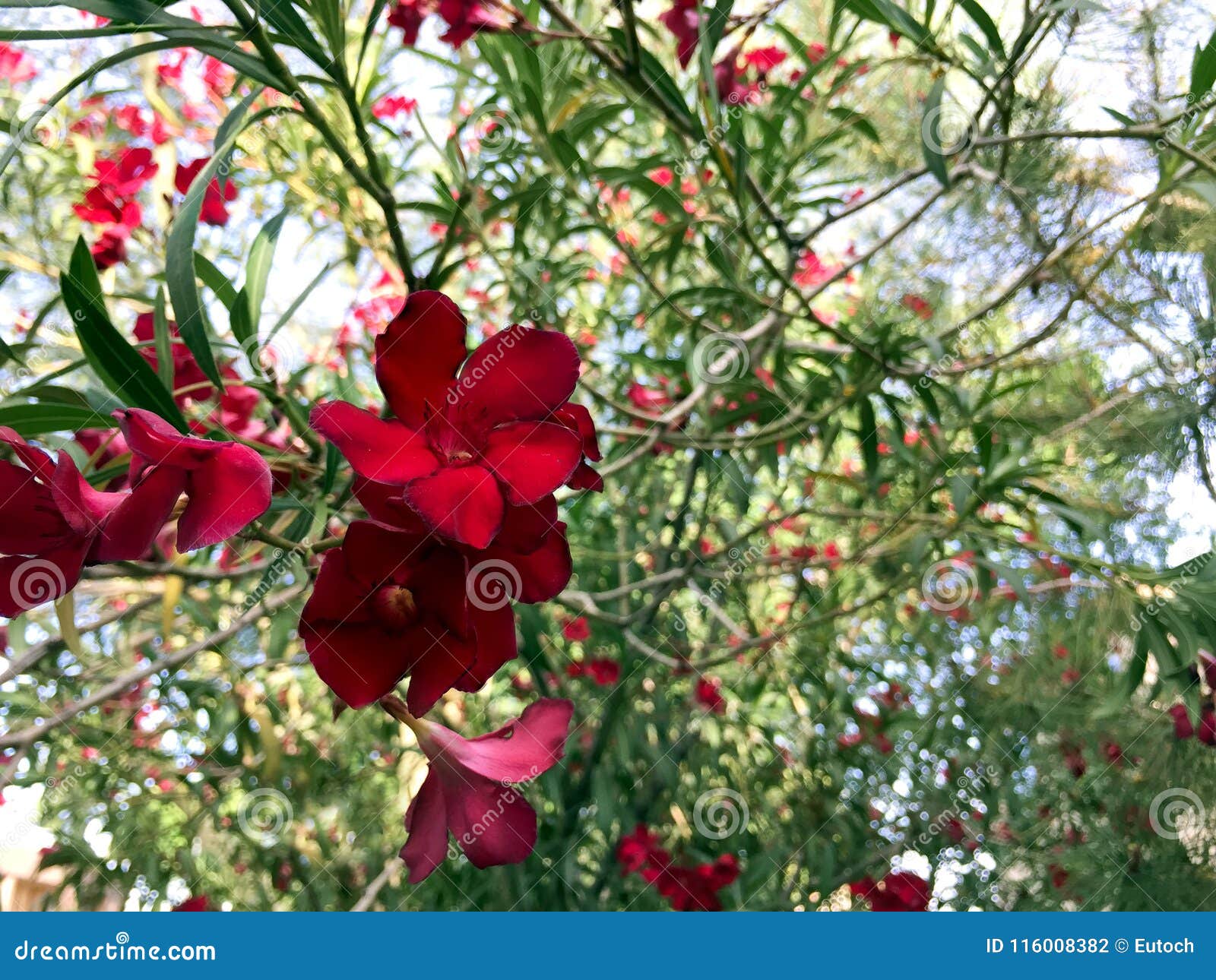 Hardy Red Oleander stock photo. Image of bunch, blooming - 116008382