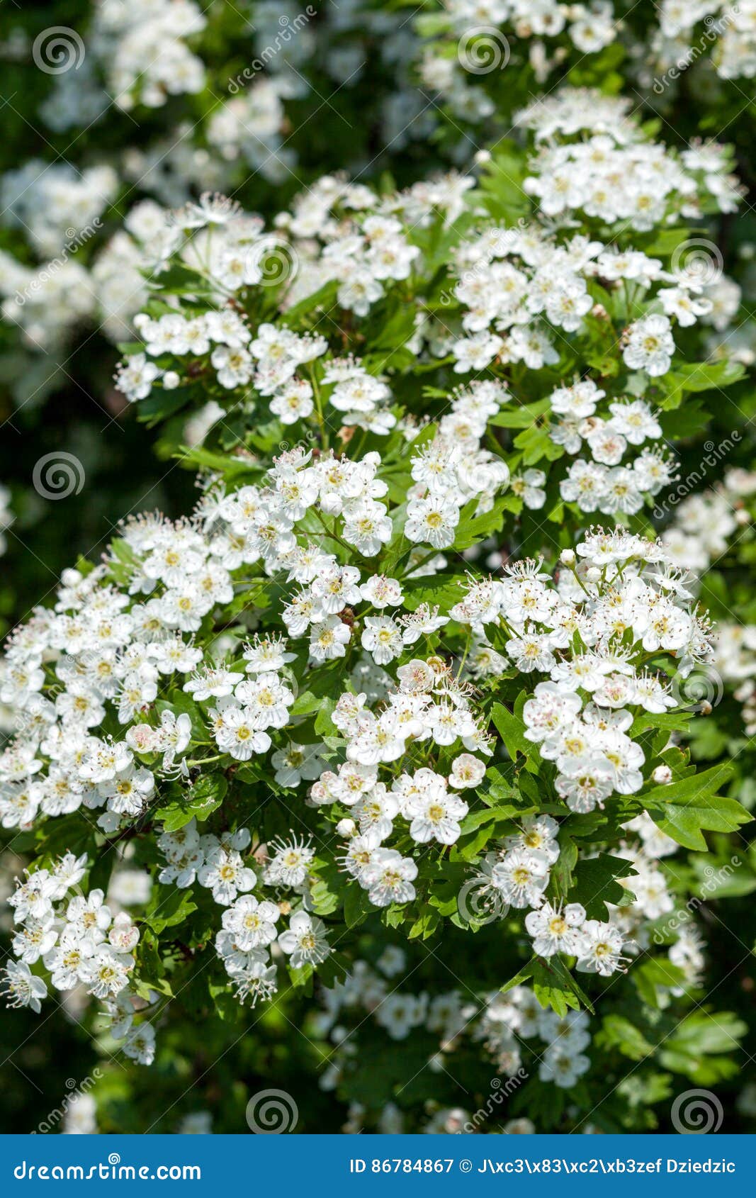 Blooming Hawthorn in a Natural Environment Stock Image - Image of ...