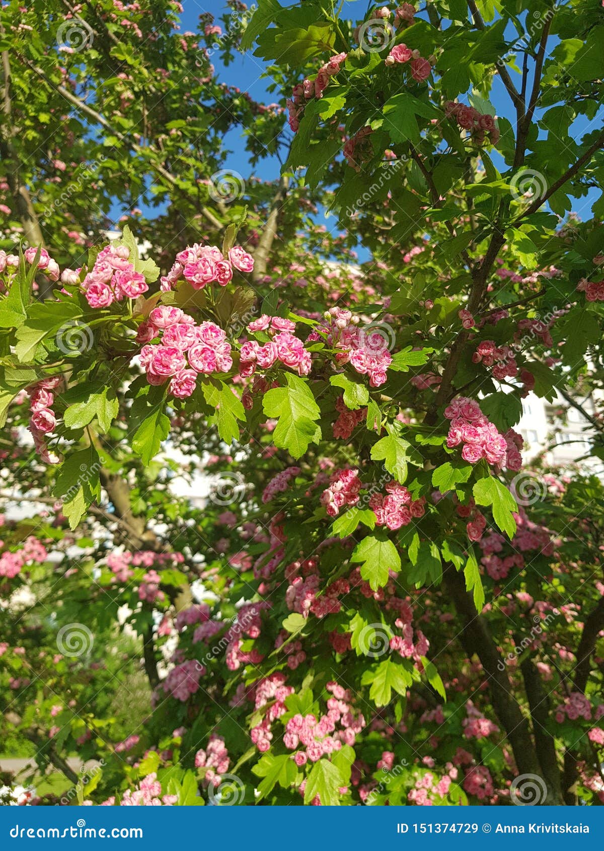 Blooming Hawthorn in Spring Stock Image - Image of cluster, closeup ...