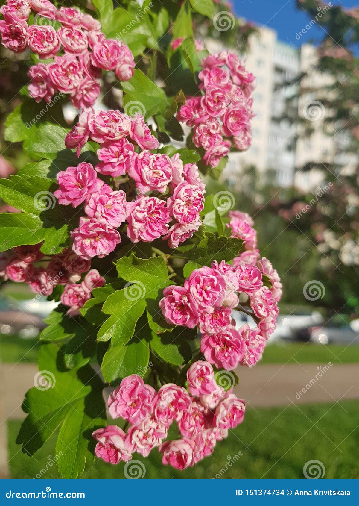 Blooming Hawthorn in Spring Stock Photo - Image of design, green: 151374734