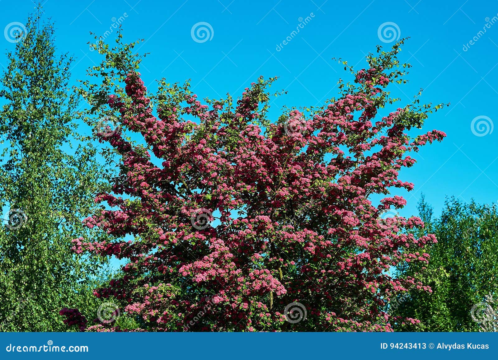 Blooming Hawthorn In Garden Crataegus Monogyna. Common Names: Common ...
