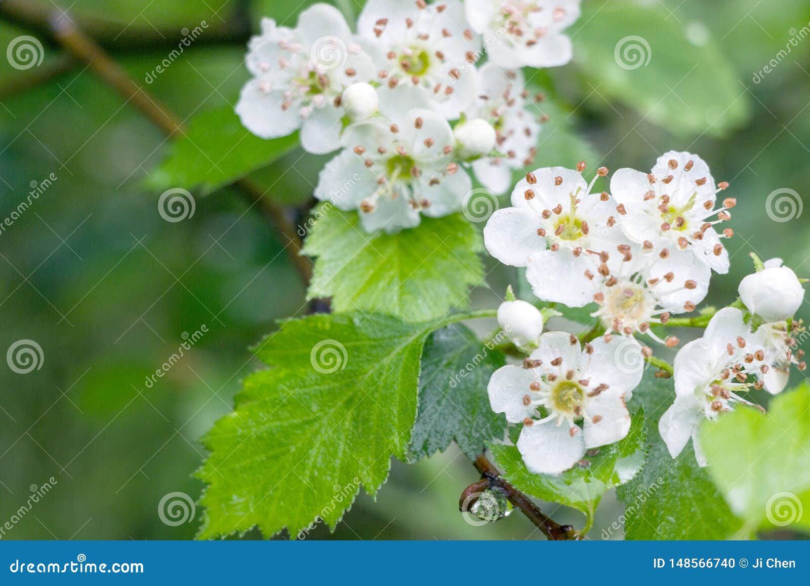 Blooming Hawthorn Tree Flower Bush Stock Photo - Image of branch ...