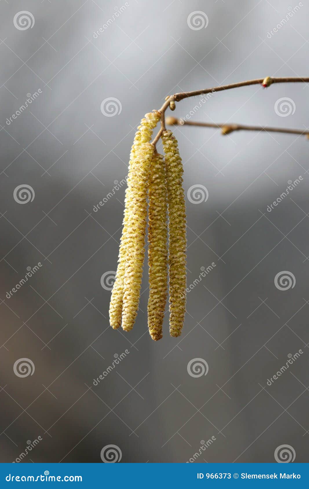 Blooming hazel stock image. Image of long, flower, season - 966373