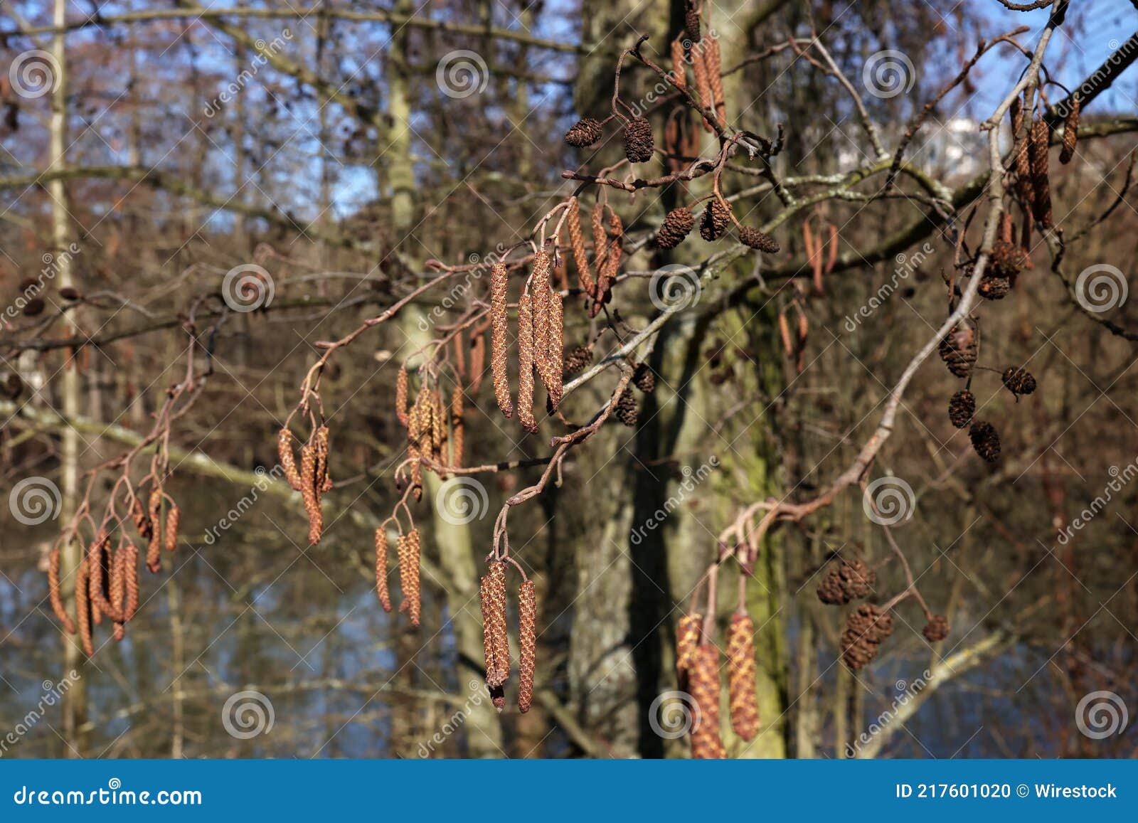 Hazel on a tree stock photo. Image of branch, wild, season - 217601020