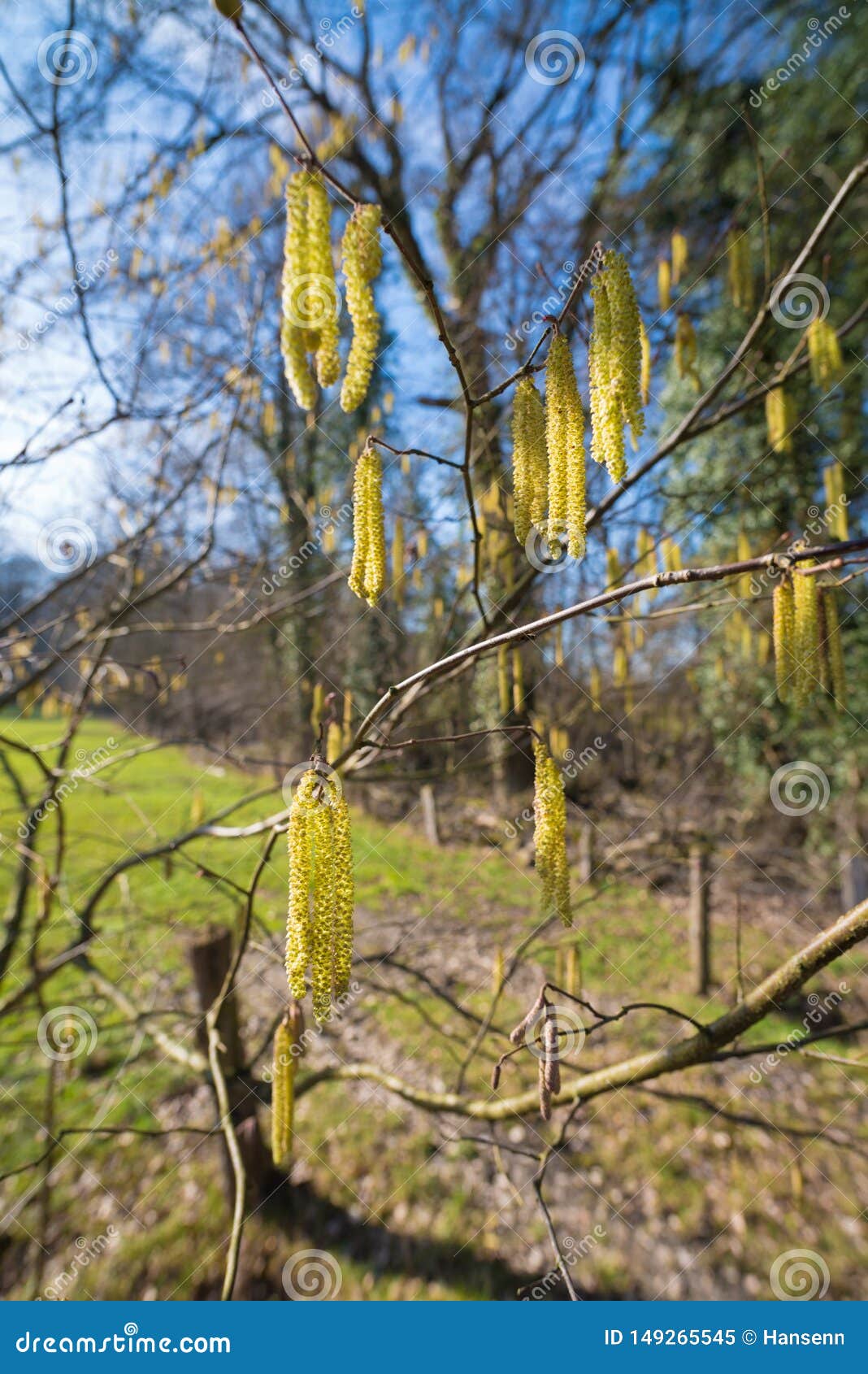 Blooming hazel tree stock image. Image of avellana, hanging - 149265545