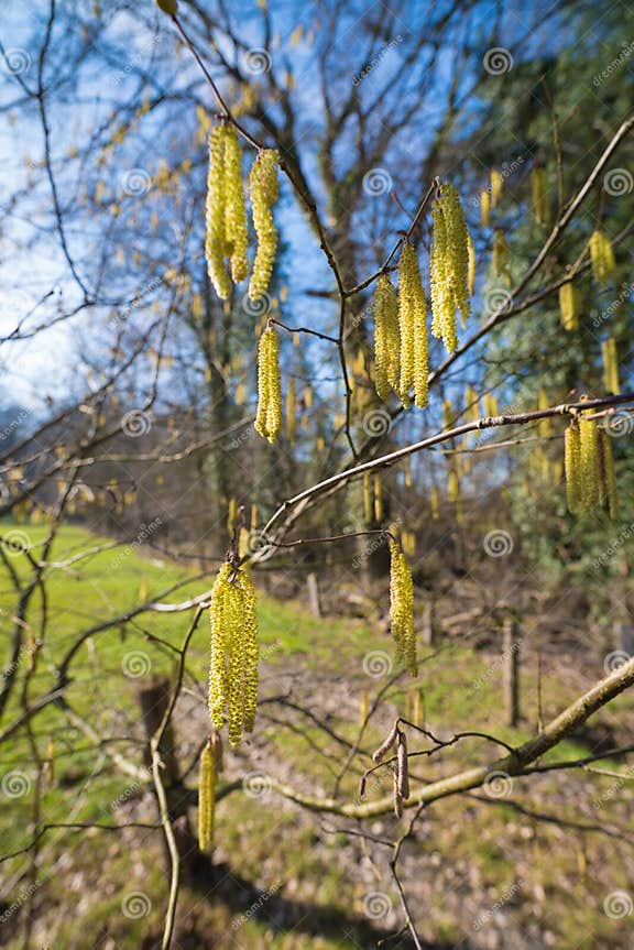 Blooming hazel tree stock image. Image of avellana, hanging - 149265545
