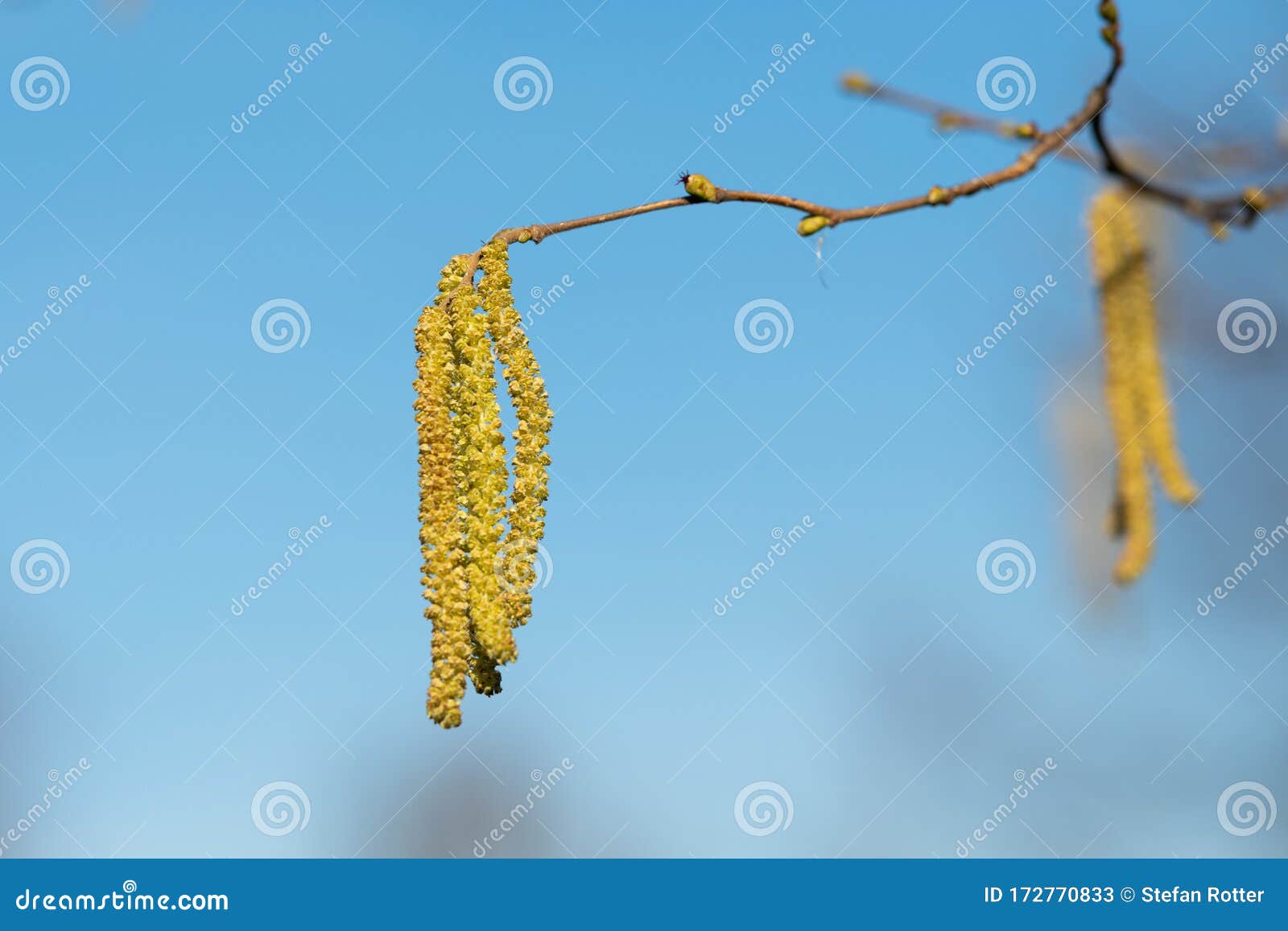 A Blooming Hazelnut Shrub in Late Winter Stock Image - Image of growing ...