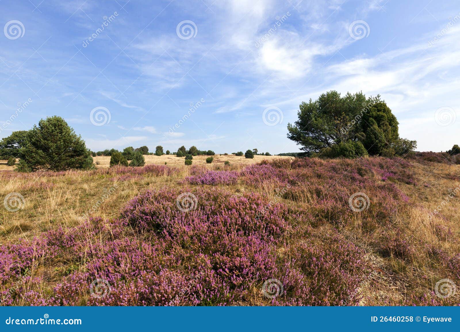 Blooming Heath Landscape stock photo. Image of pink, lower - 26460258