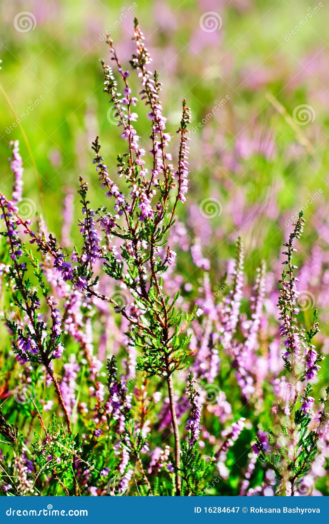 Blooming heather stock image. Image of colored, bush - 16284647