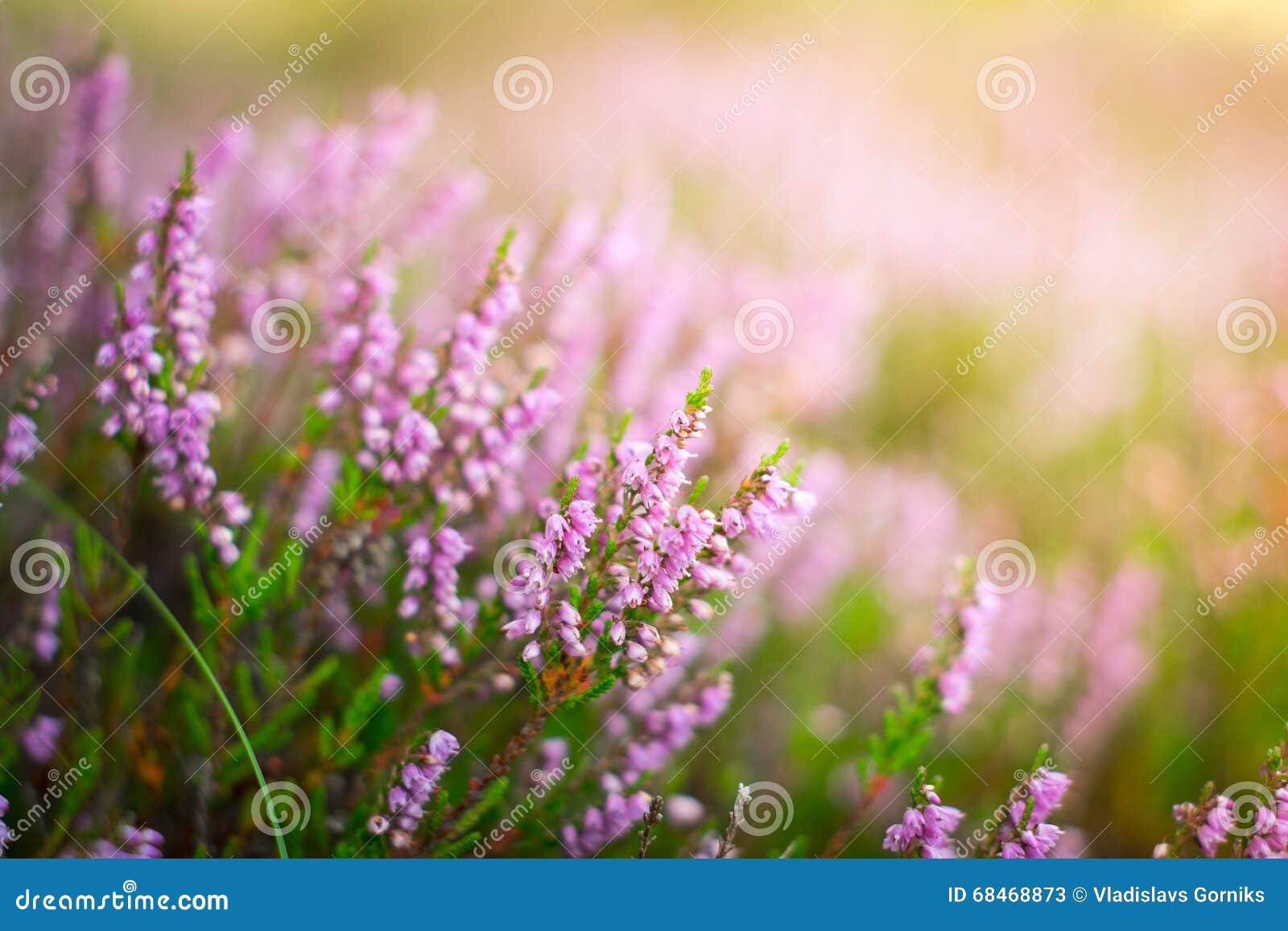 Blooming Heather in the Forest, DOF Stock Image - Image of honey ...