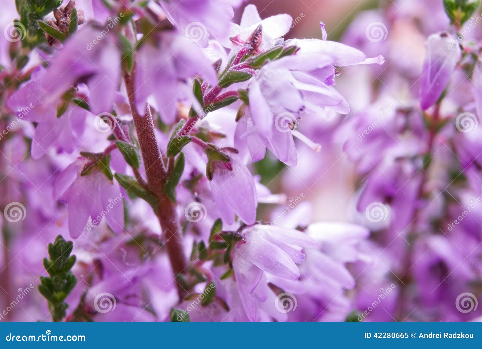 Blooming heather stock image. Image of purple, heathland - 42280665