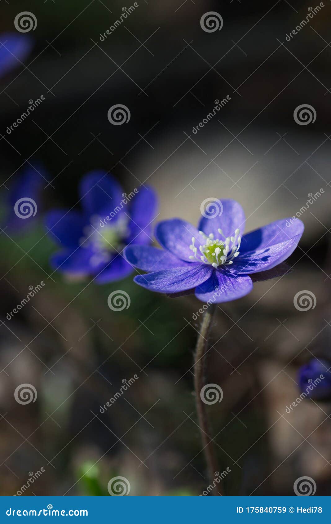 Blooming hepatica flowers stock image. Image of blooming - 175840759