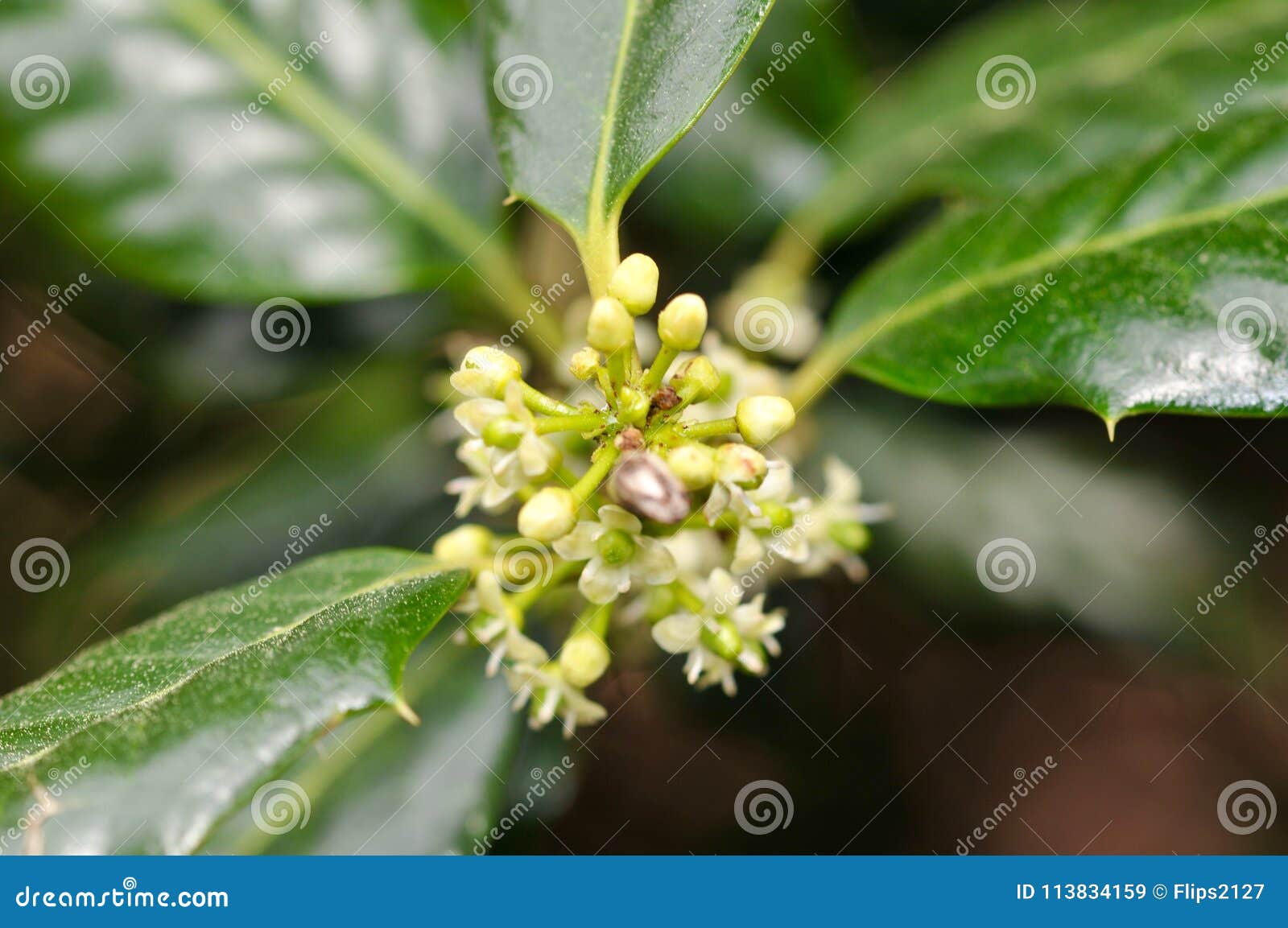 Blooming Holly stock image. Image of buds, pollenate - 113834159