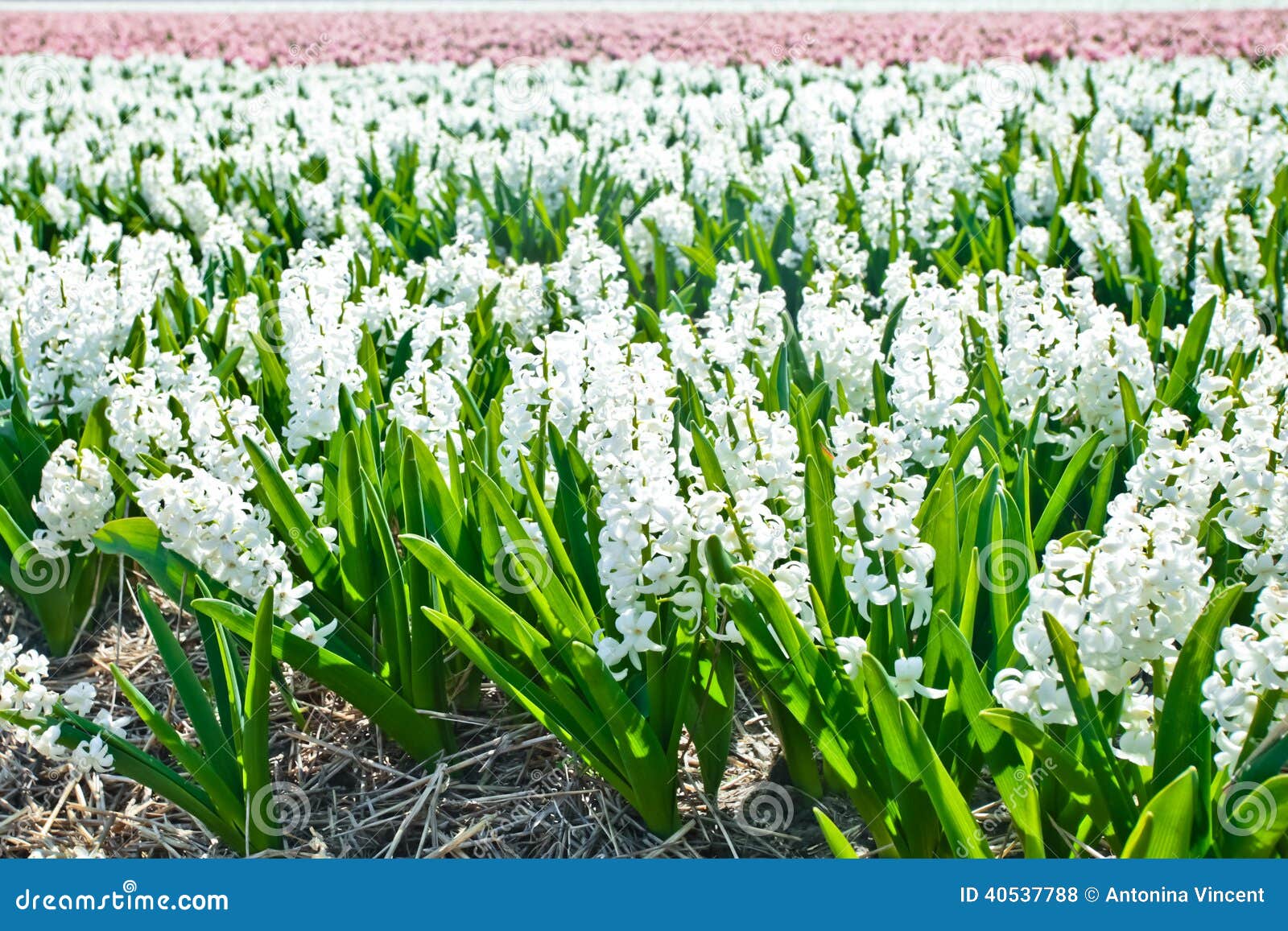 Blooming hyacinths stock photo. Image of landscaped, brightly - 40537788