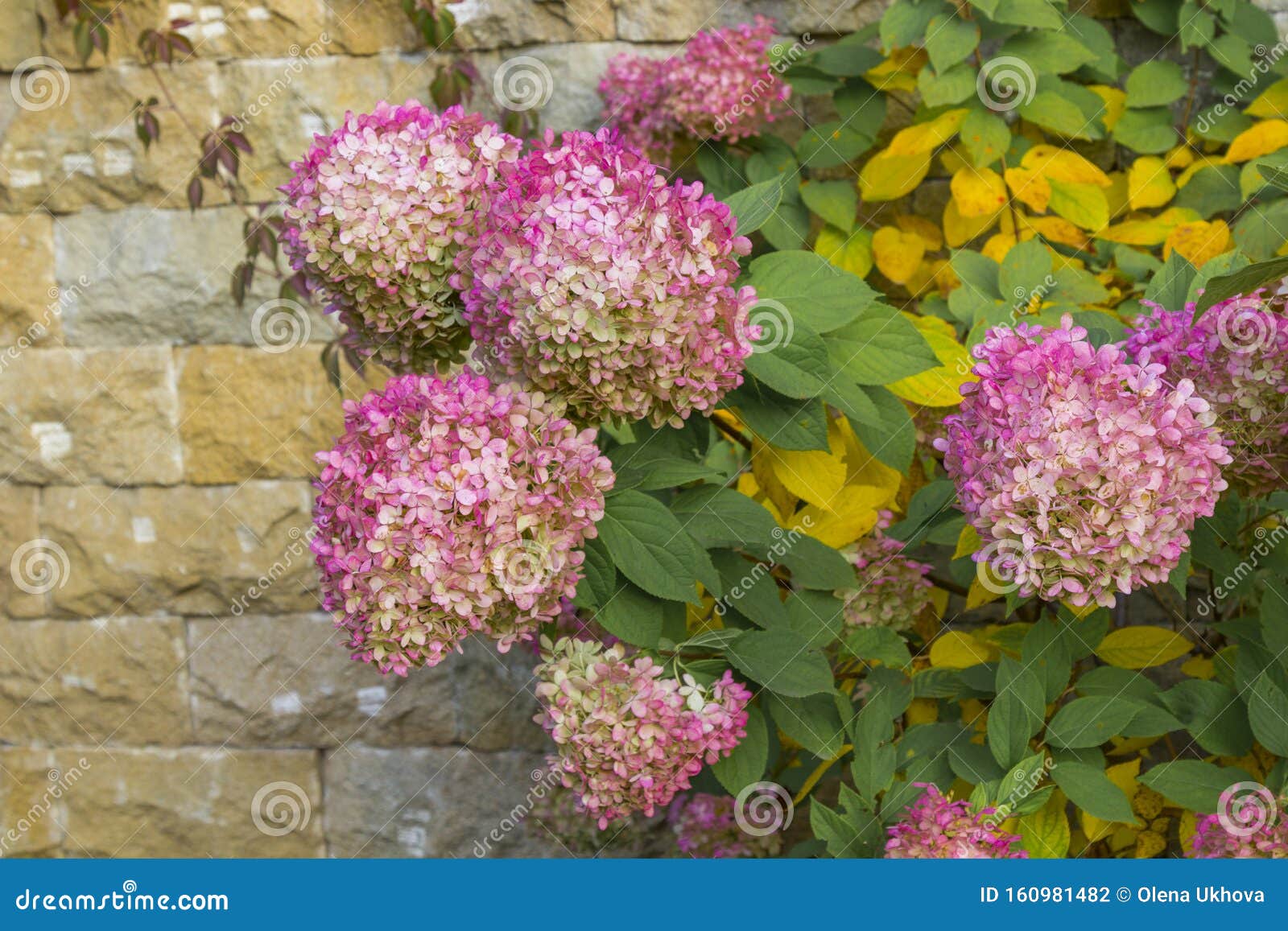 Blooming Hydrangea in Autumn Against a Stone Wall Stock Photo - Image ...