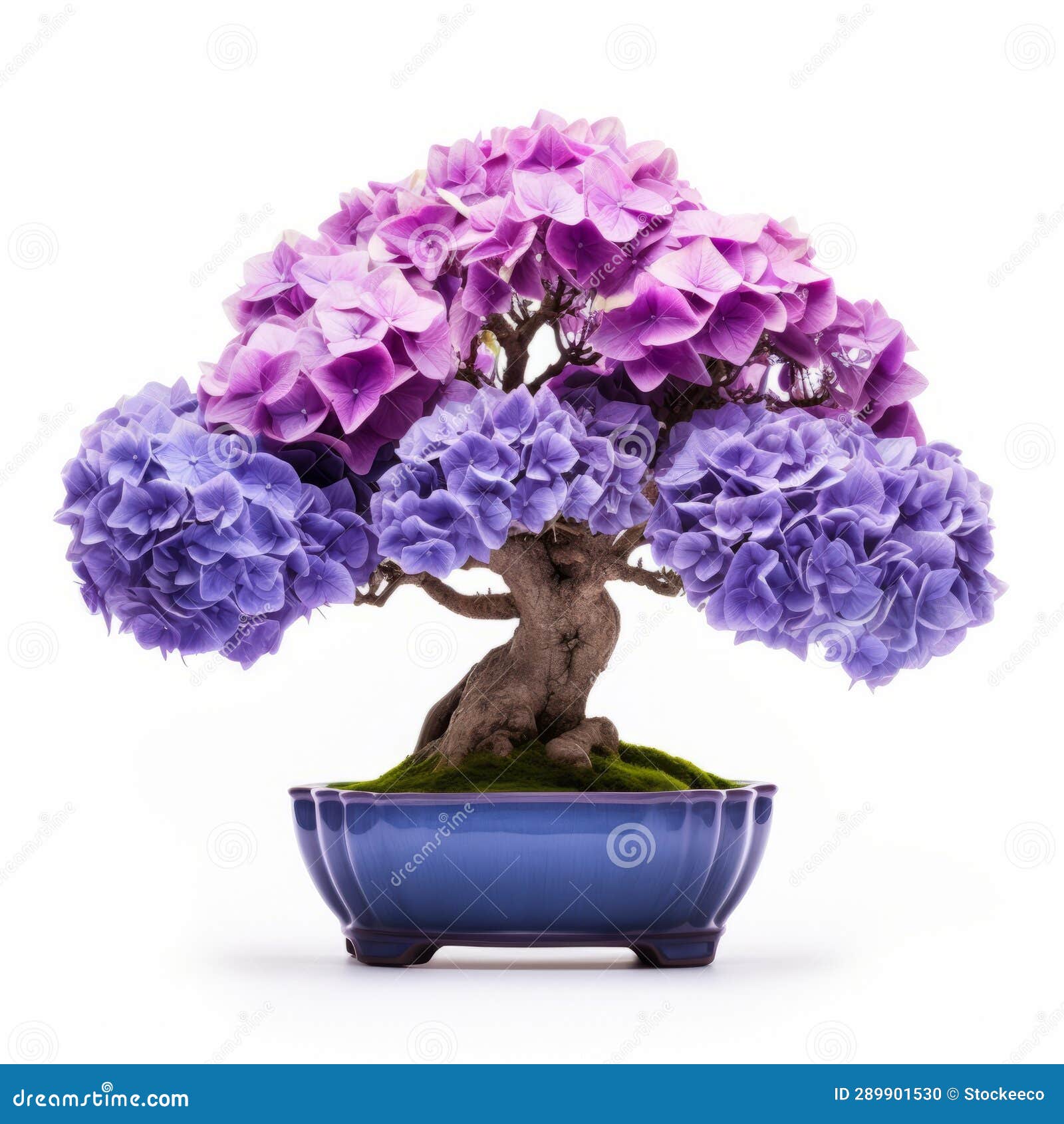 Blooming Hydrangea Bonsai Tree in Blue Vessel - Stunning Composition ...