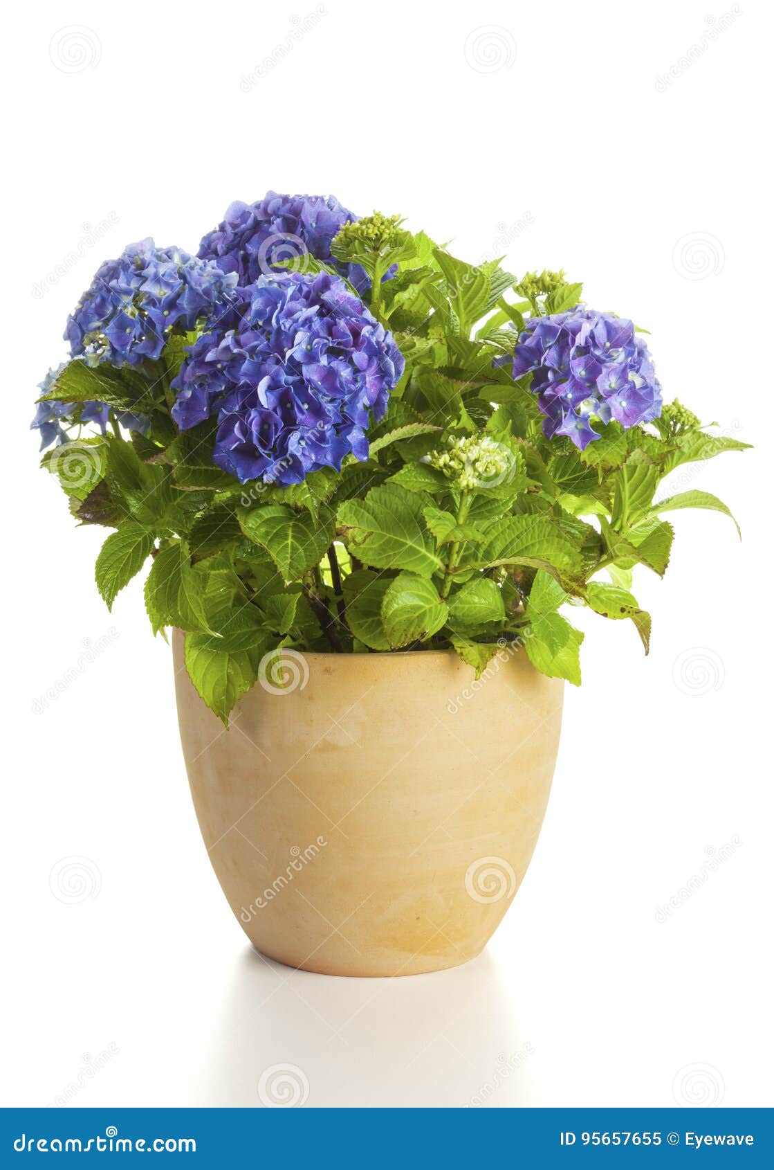 Blooming Hydrangea in Flower Pot Isolated Stock Image - Image of blue ...