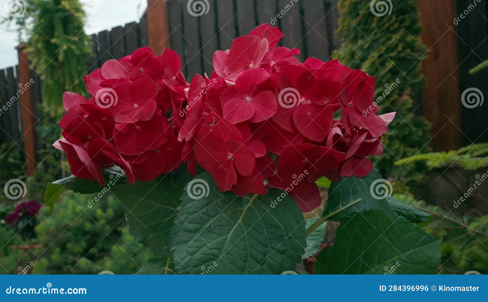 Blooming Hydrangea in the Garden. Bright Red, Coral Hydrangea in Full ...