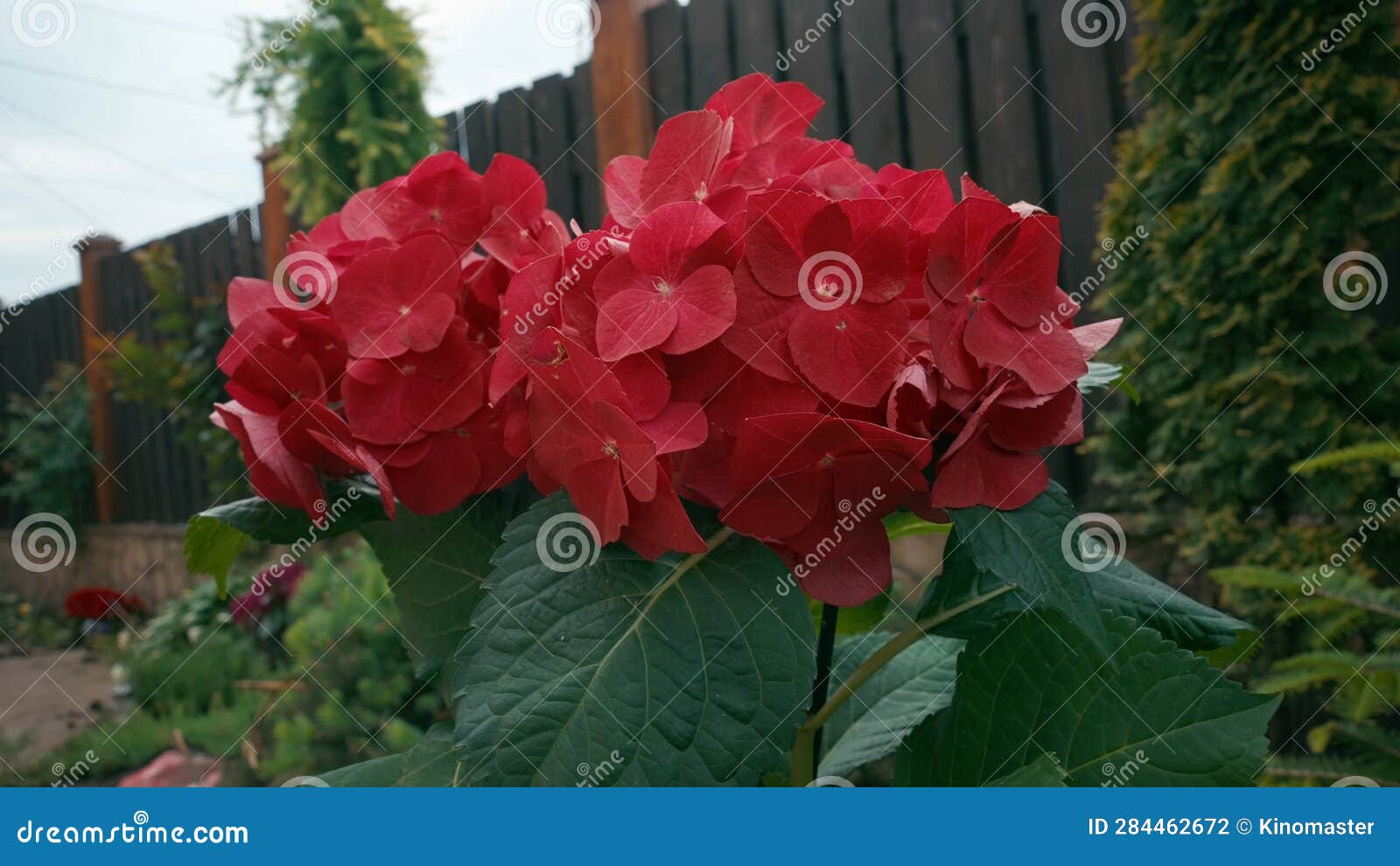 Blooming Hydrangea in the Garden. Bright Red, Coral Hydrangea in Full ...