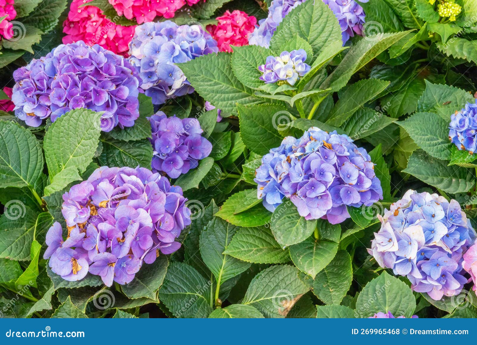Blooming Hydrangeas Flowers Stock Photo - Image of landscape, green ...