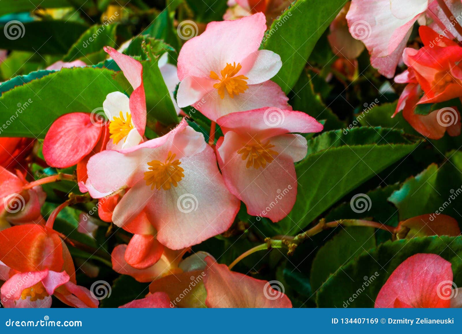 Blooming Ice Begonias, Semperflorens Begonias in the Garden Stock Image ...