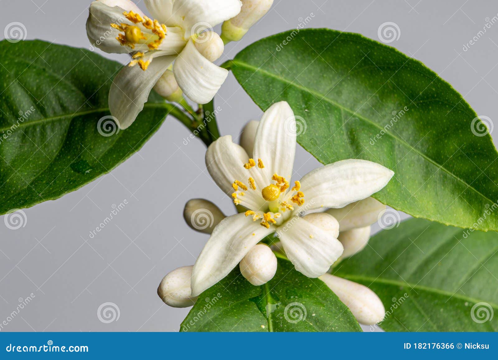 Blooming Indoor Lemon Tree on White Background Stock Photo - Image of ...