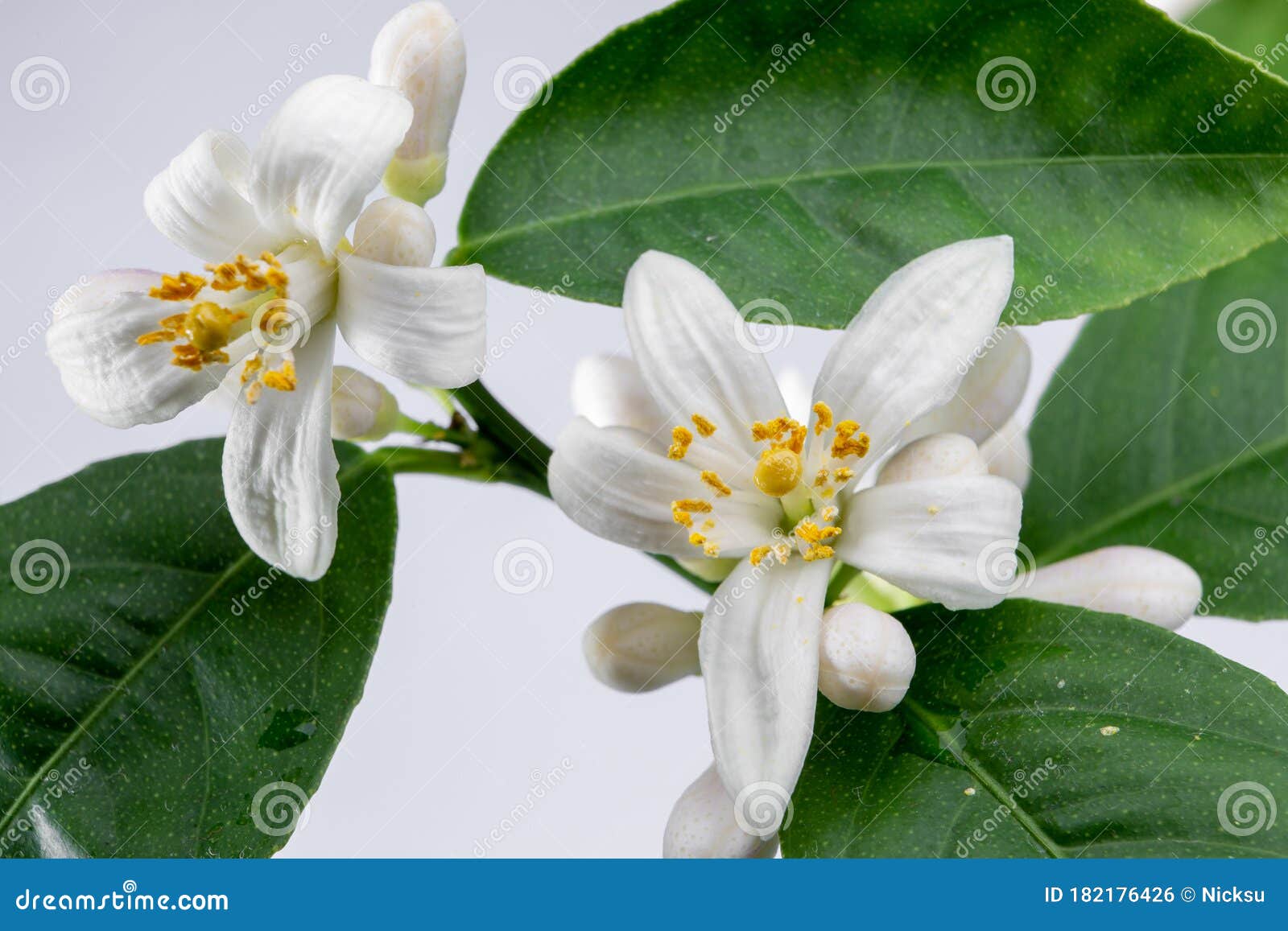 Blooming Indoor Lemon Tree on White Background Stock Photo - Image of ...