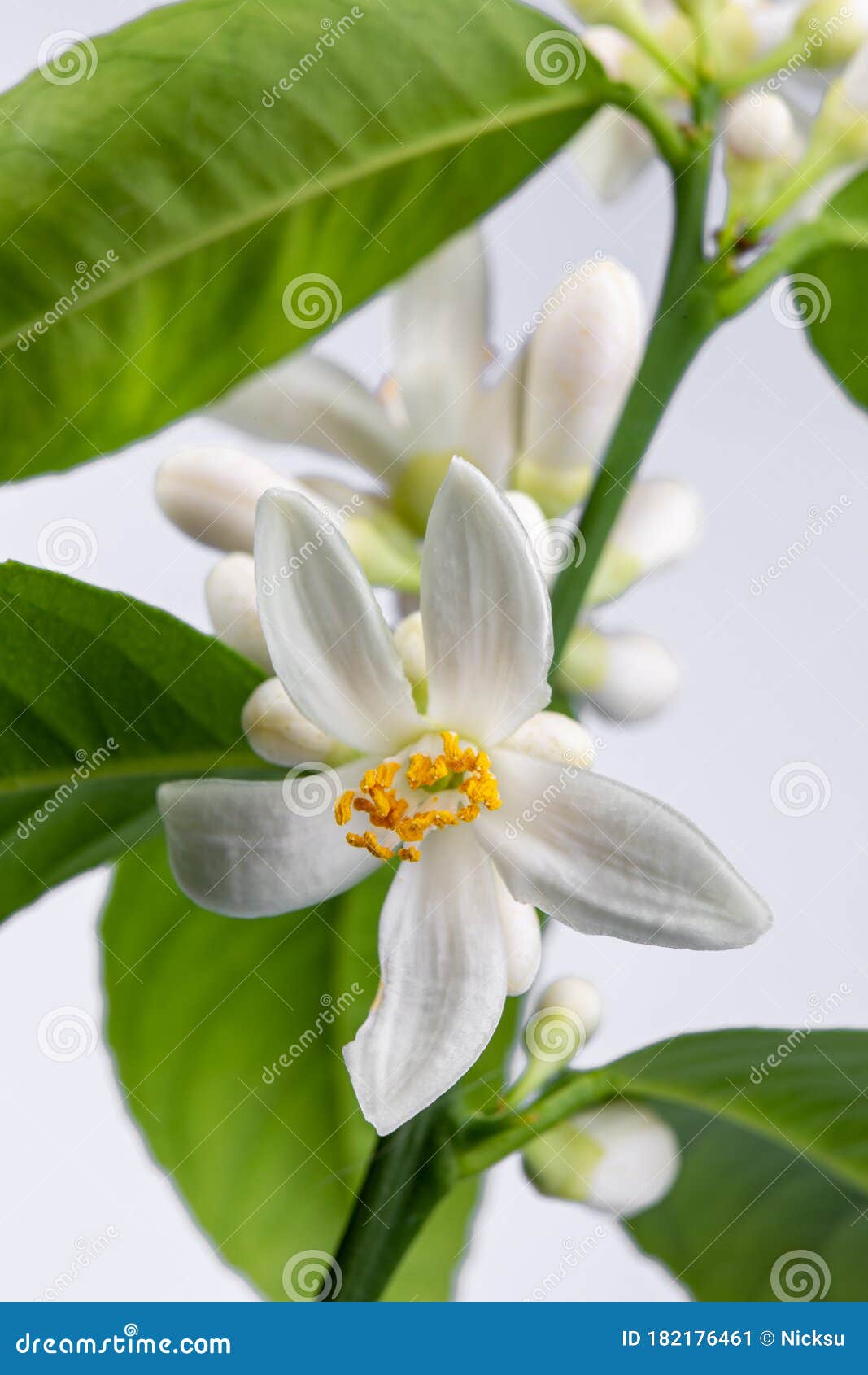 Blooming Indoor Lemon Tree on White Background Stock Image - Image of ...