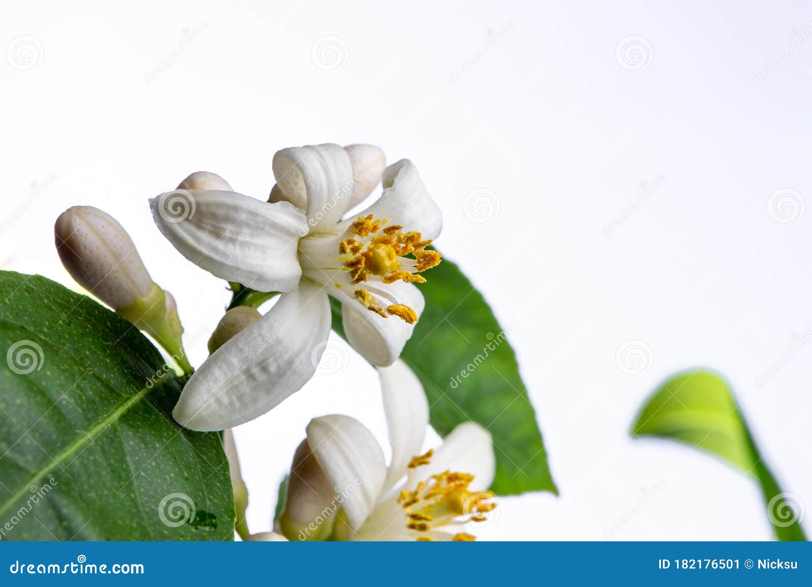 Blooming Indoor Lemon Tree on White Background Stock Image - Image of ...