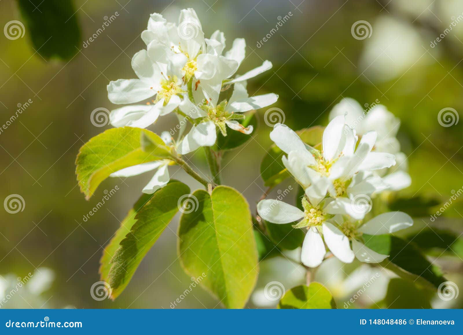 Irga Amelanchier Is Genus Of Plants Of Tribe Apple Maleae Of Pink ...