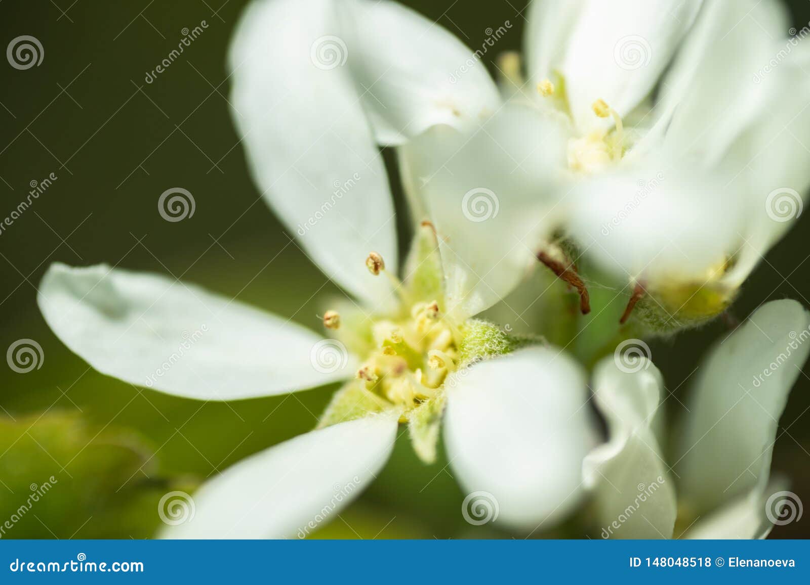 Irga Amelanchier Is Genus Of Plants Of Tribe Apple Maleae Of Pink ...
