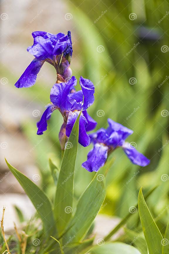 Blooming Iris Flower with Spring Flowers Stock Photo - Image of plant ...