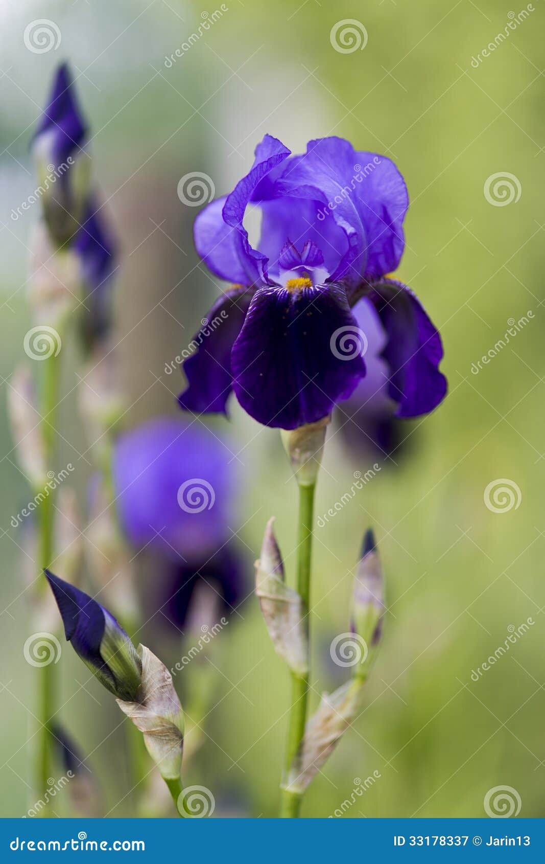 A Blooming Iris Flower On A Background Of A Night Sky With A Full Moon ...