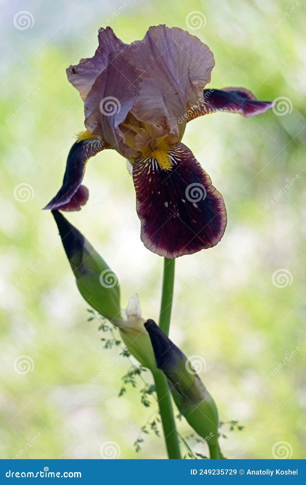 Blooming Iris on a Light Background. Spider on a Delicate Petal Stock ...