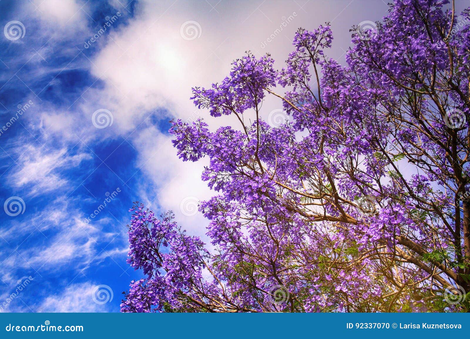 Blooming jacaranda stock photo. Image of leaf, pink, fresh - 92337070