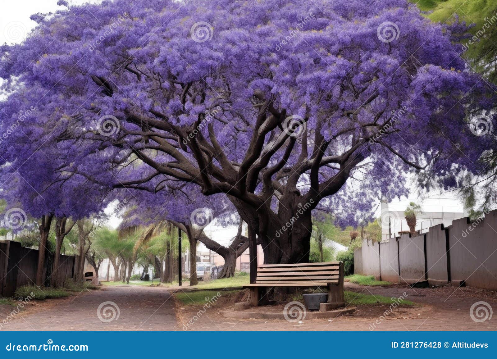 Blooming Jacaranda Tree with a Park Bench Underneath Stock Illustration ...