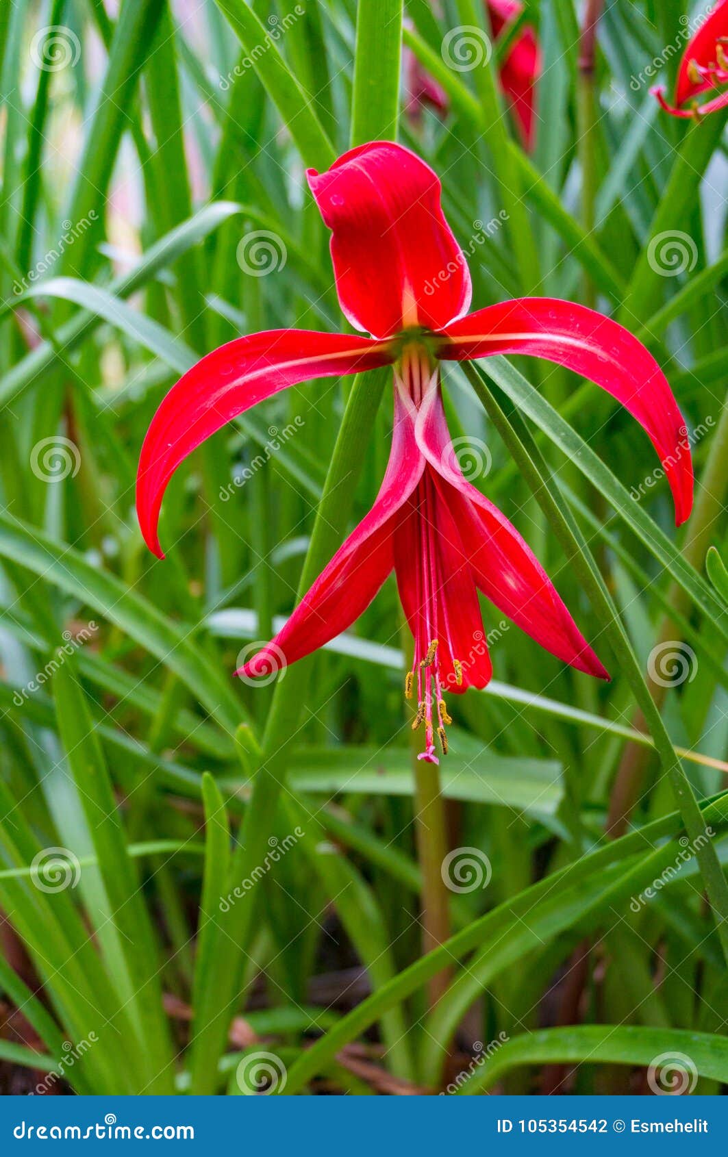 Aztec Lily Sprekelia Formosissima, Budding Flower Royalty-Free Stock ...