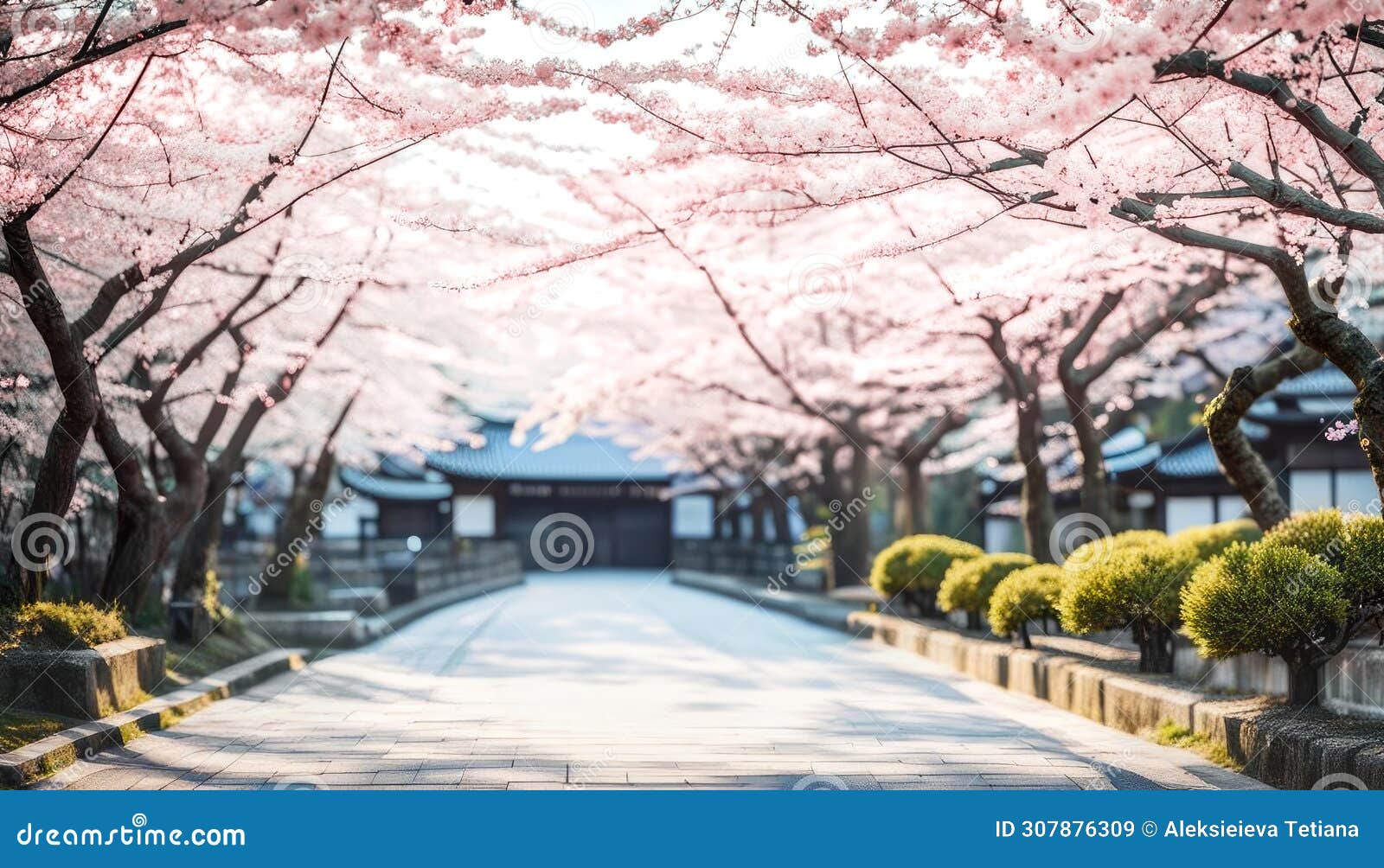 Blooming Japanese Cherry Trees in the Garden. Spring Landscape of ...