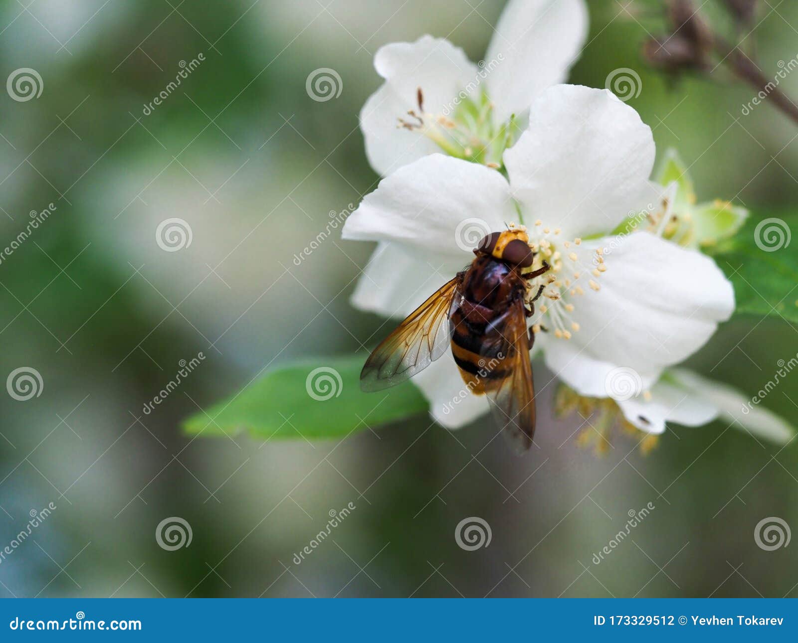 Blooming Jasmine is Pollinated in Summer by an Insect Stock Photo ...