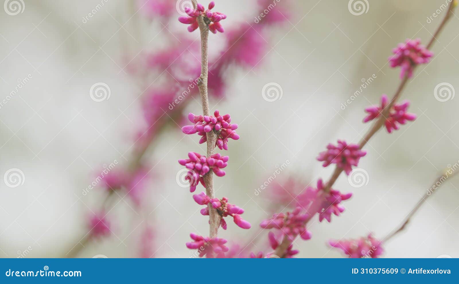 Blooming Judas Tree. Commonly Known As the Judas Tree is a Small ...