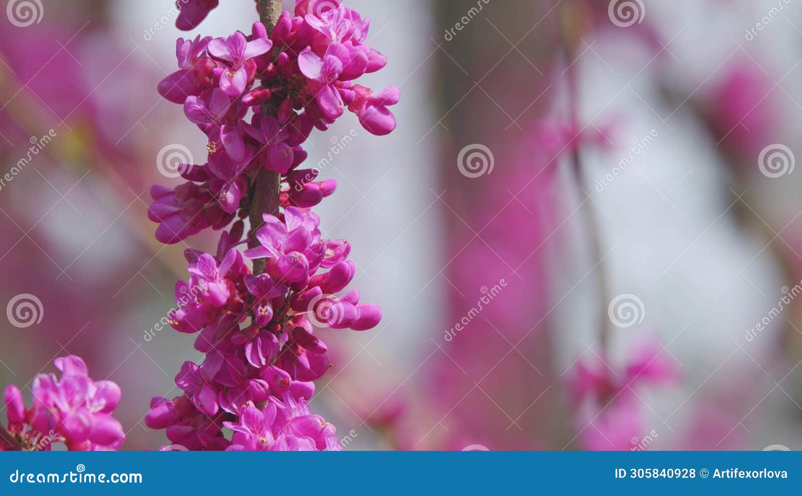Blooming Judas Tree. Commonly Known As the Judas Tree is a Small ...