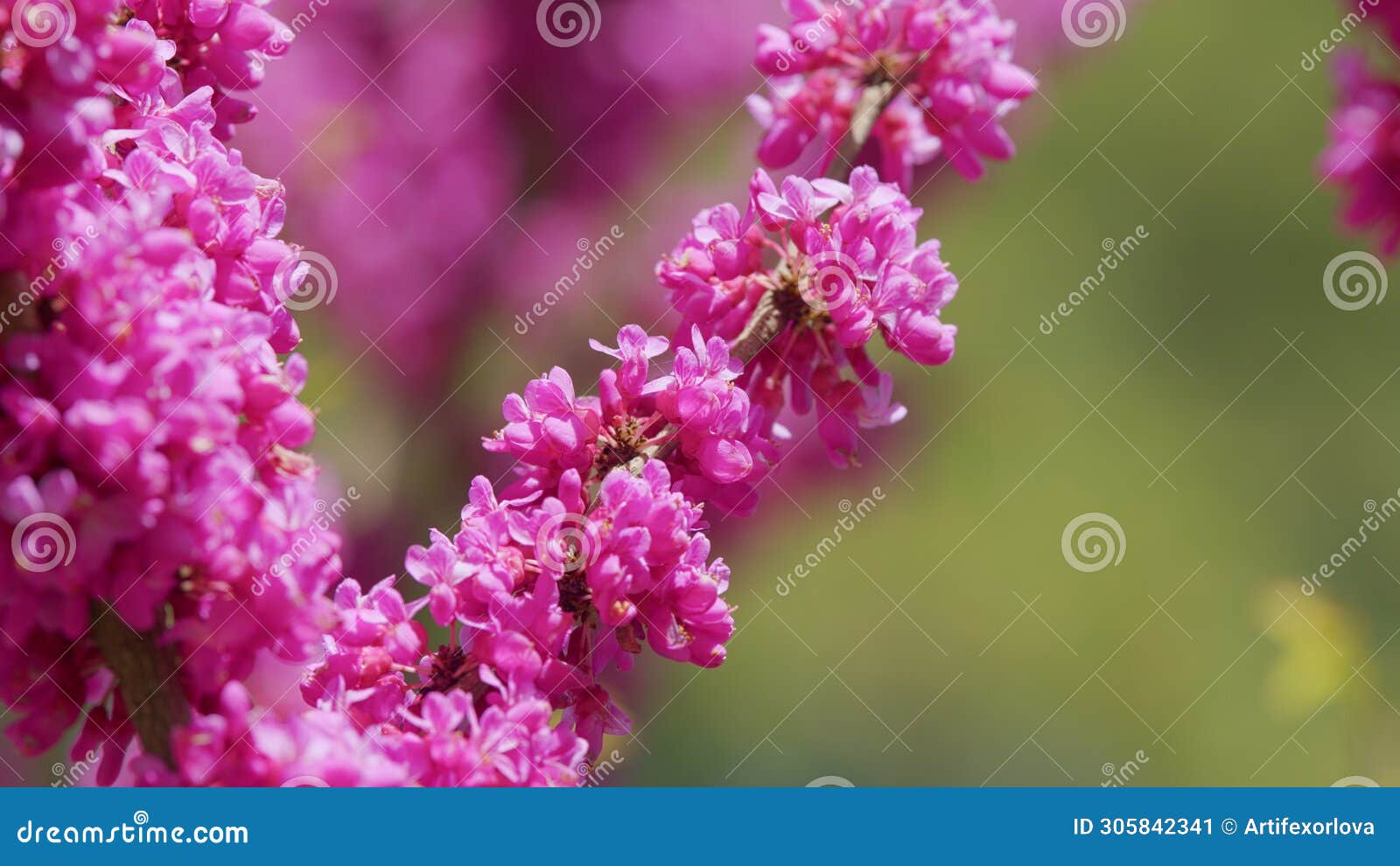 Blooming Judas Tree. Commonly Known As the Judas Tree is a Small ...
