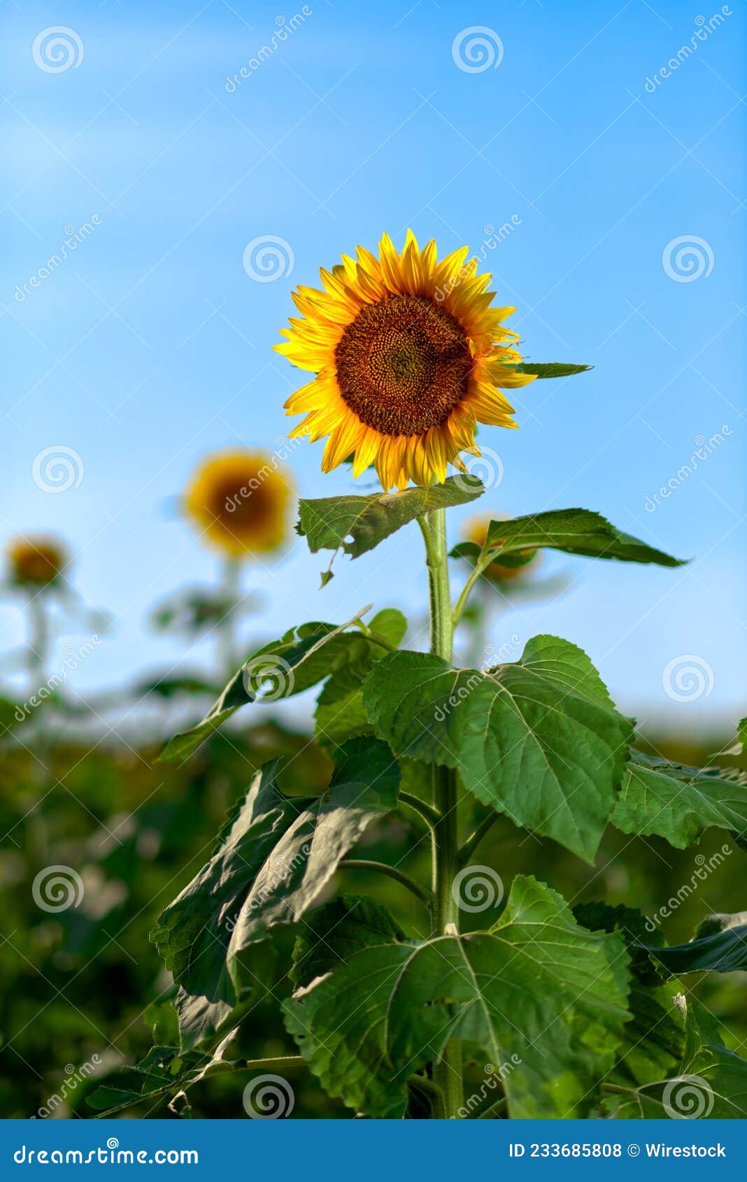 Kansas Sunflower Field Royalty-Free Stock Photography | CartoonDealer ...
